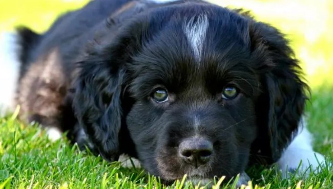 The Pet Arena | Stabyhoun: Dog Breed Information