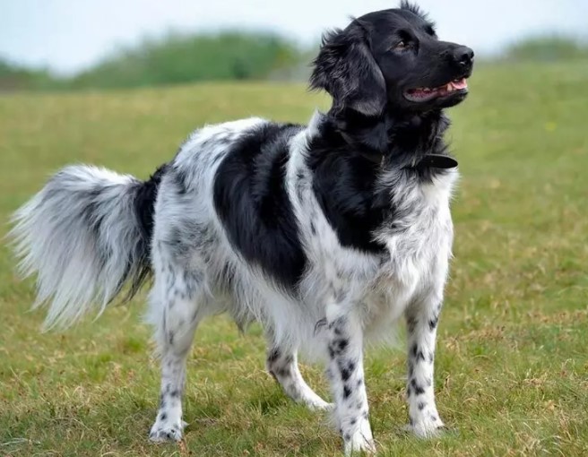 The Pet Arena | Stabyhoun: Dog Breed Information